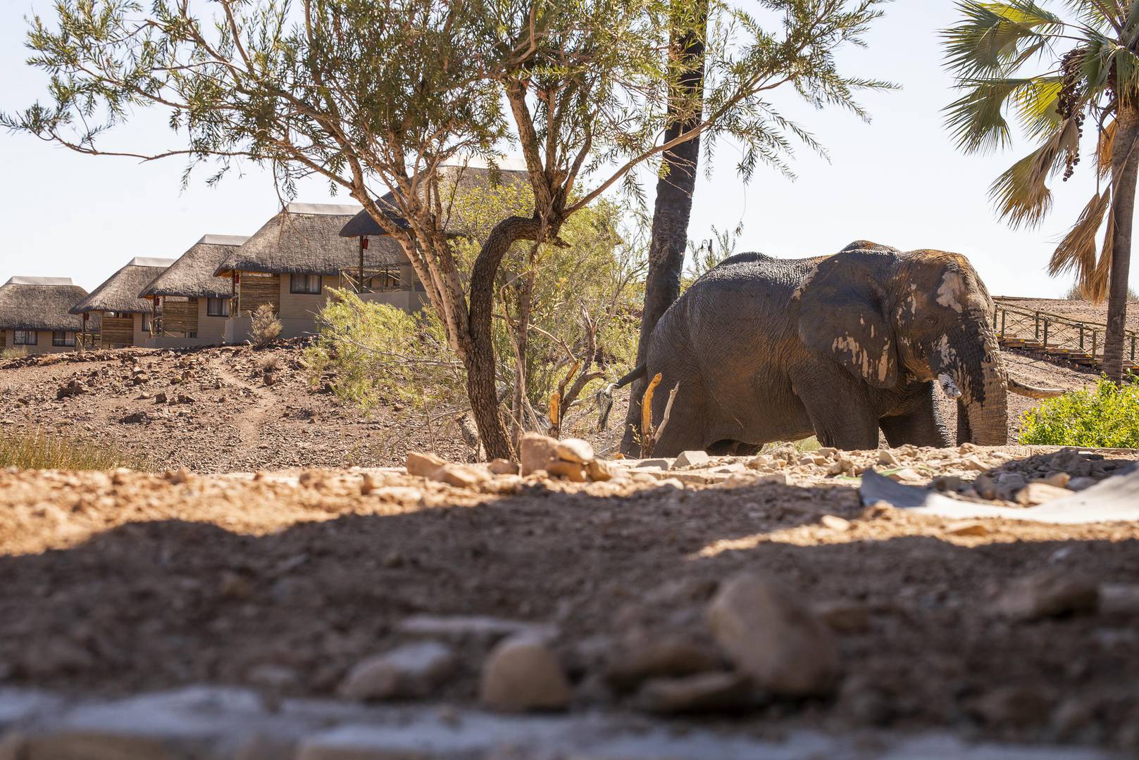 Palmwag Lodge | Namibië | All Over Tours